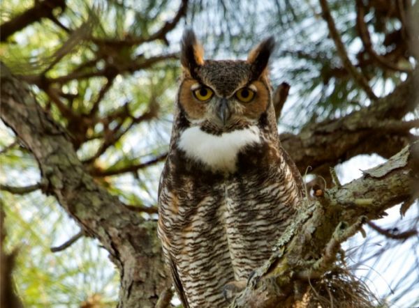 Similarities between Owls and Barn Owls - diff.wiki