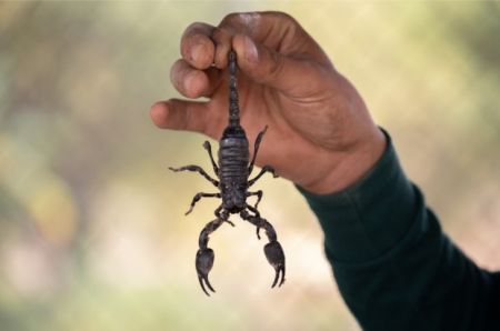 Difference between Scorpion and Alacran - diff.wiki